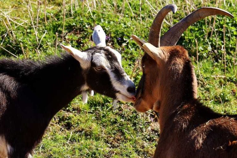 Goat Accents: Do They Have Them and Why? - Goat Journal